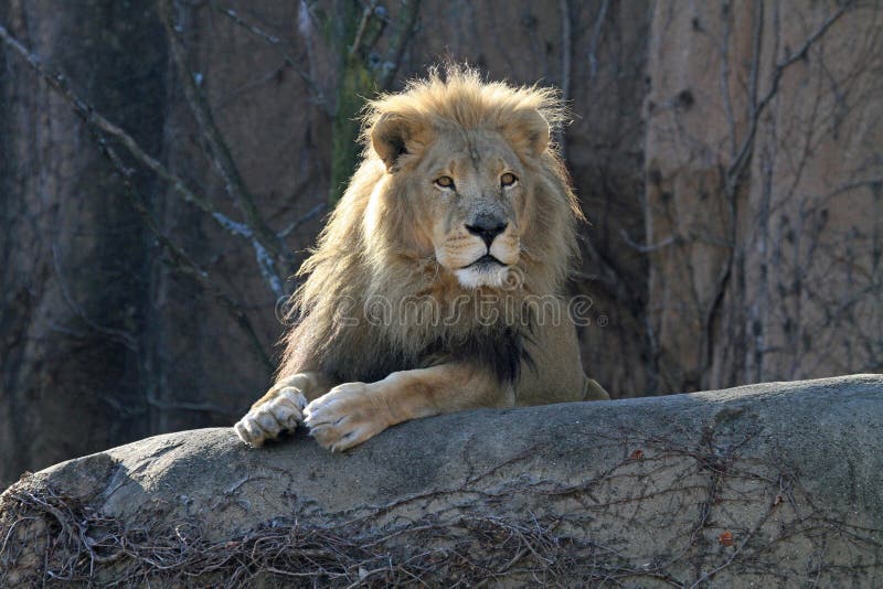 Alert male lion on a perch stock image. Image of close - 16907323