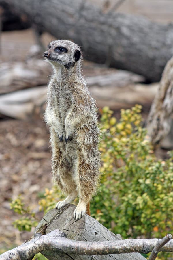 Funny Mear Cat Stock Photos - Free & Royalty-Free Stock Photos from ...