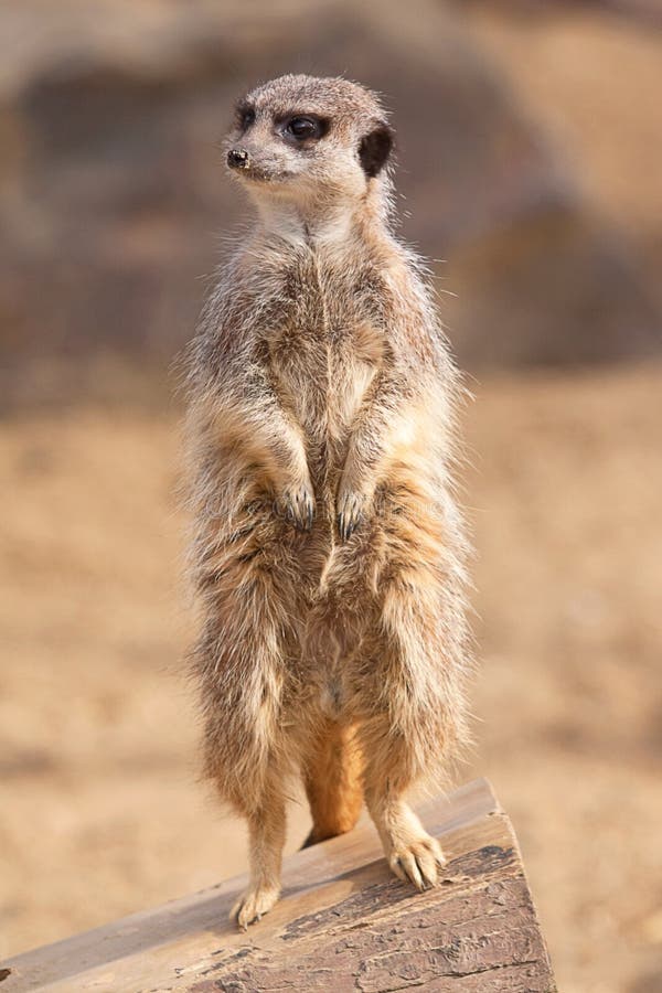 An alert meerkat stock photo. Image of carnivore, claws - 50048756