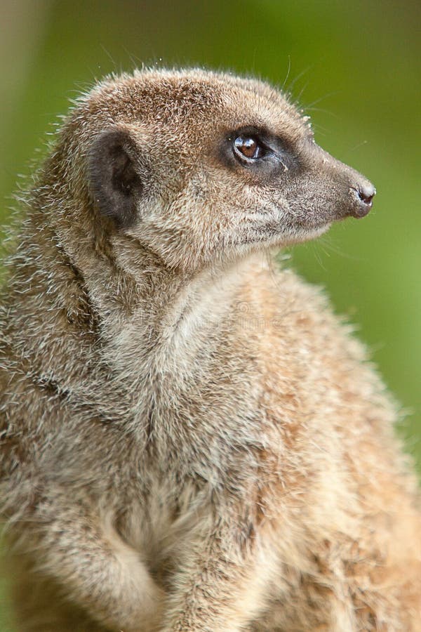 Alert Meerkat stock photo. Image of meerkat, little, animal - 57814404