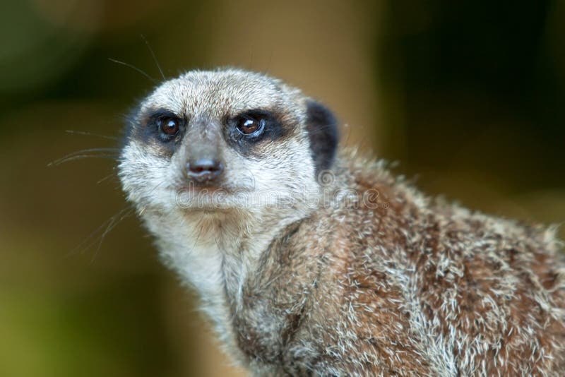 Alert Meerkat stock photo. Image of meerkat, little, animal - 57814404