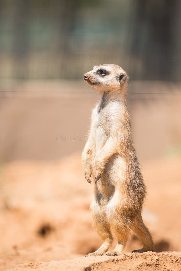 Alert Meerkat Standing on Guard Stock Image - Image of ecology, curious ...