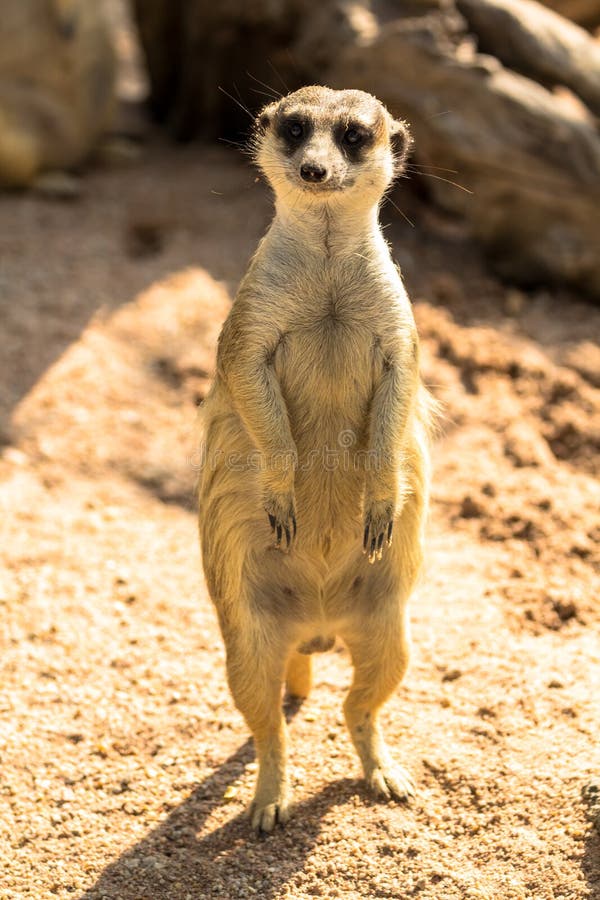 Alert Meerkat Standing on Guard Stock Photo - Image of upright ...