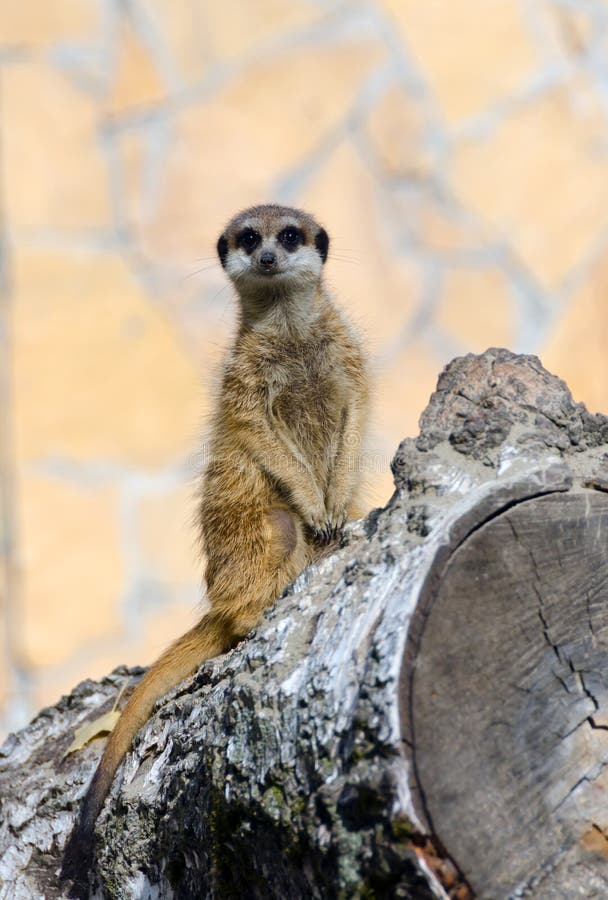 Alert meerkat stock image. Image of upright, vertical - 42344497