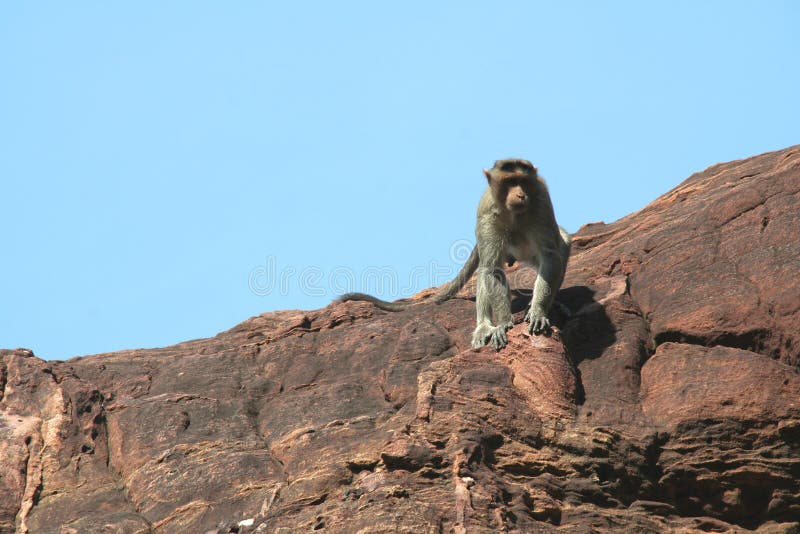 Alert Monkey stock image. Image of vigilant, gazing, look - 13857443