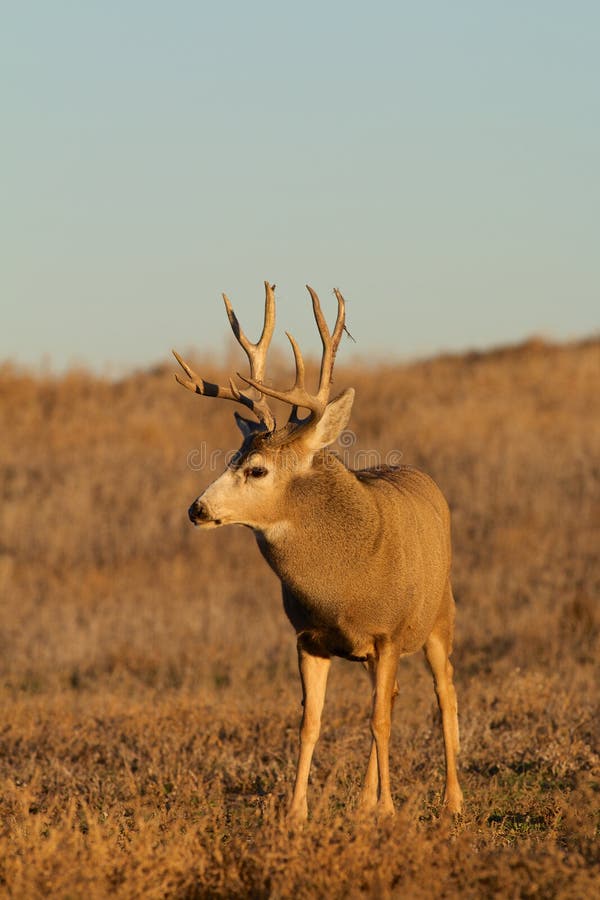 Alert mule deer buck stock photo. Image of landscape - 47375704