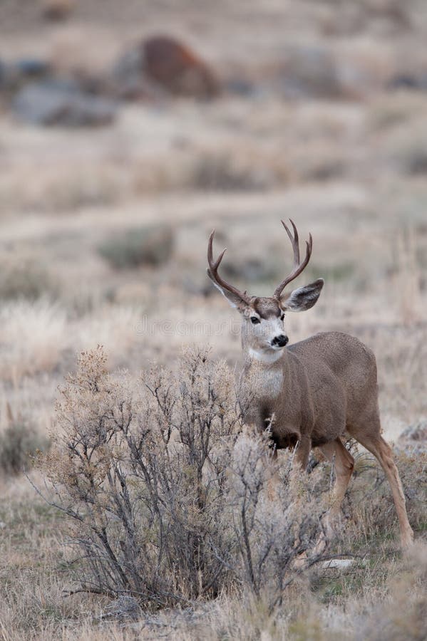 Alert mule deer buck stock photo. Image of landscape - 47375704