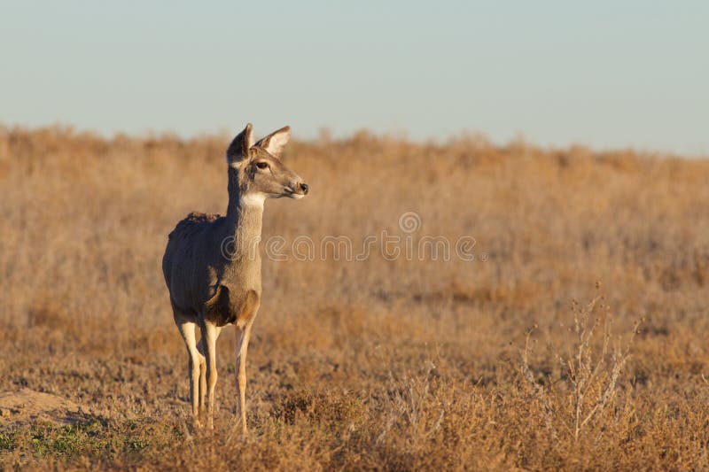 Alert Mule Deer Doe stock image. Image of utah, deer - 85211291