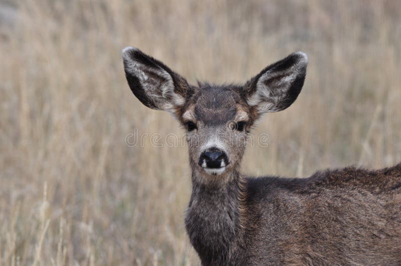 Alert mule deer buck stock photo. Image of landscape - 47375704