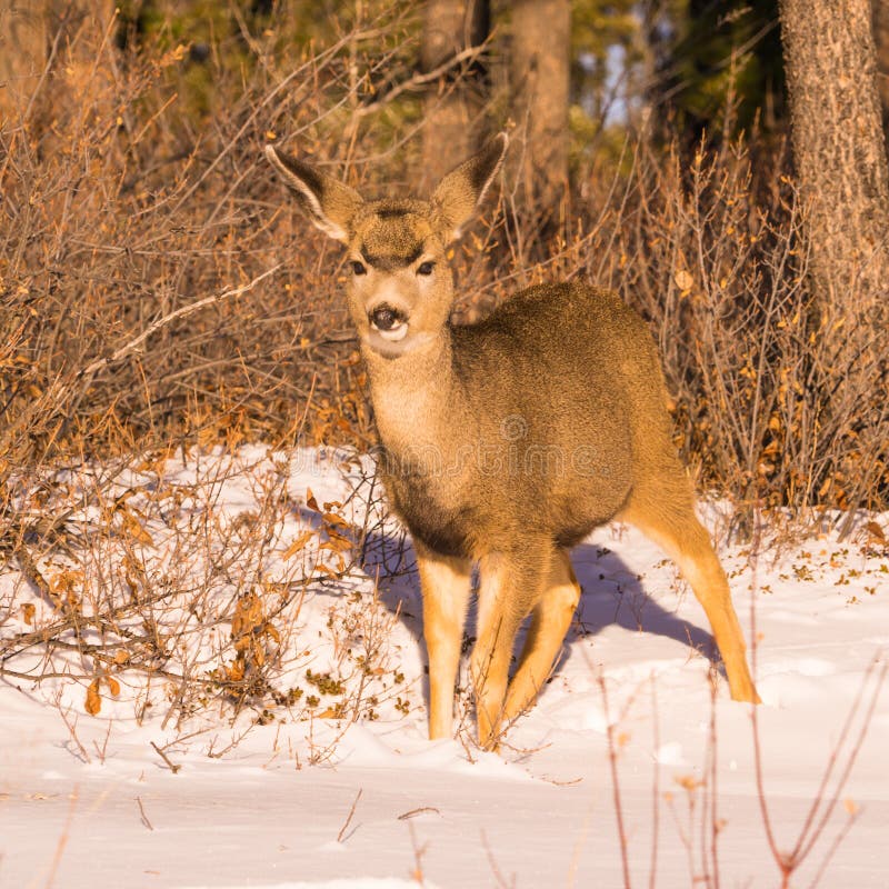 Alert Mule Deer in Winter stock image. Image of odocoileus - 142029439