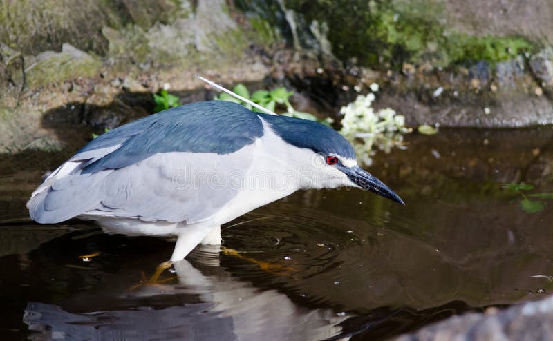 Crouching heron stock photo. Image of animal, environment - 59609446
