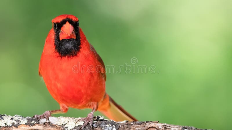 Alert Northern Cardinal Perched in a Tree Stock Photo - Image of bill ...