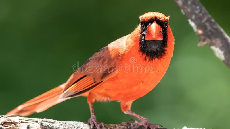 Alert Northern Cardinal Perched in a Tree Stock Image - Image of bird ...