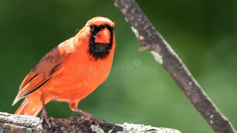 Alert Northern Cardinal Perched in a Tree Stock Photo - Image of male ...