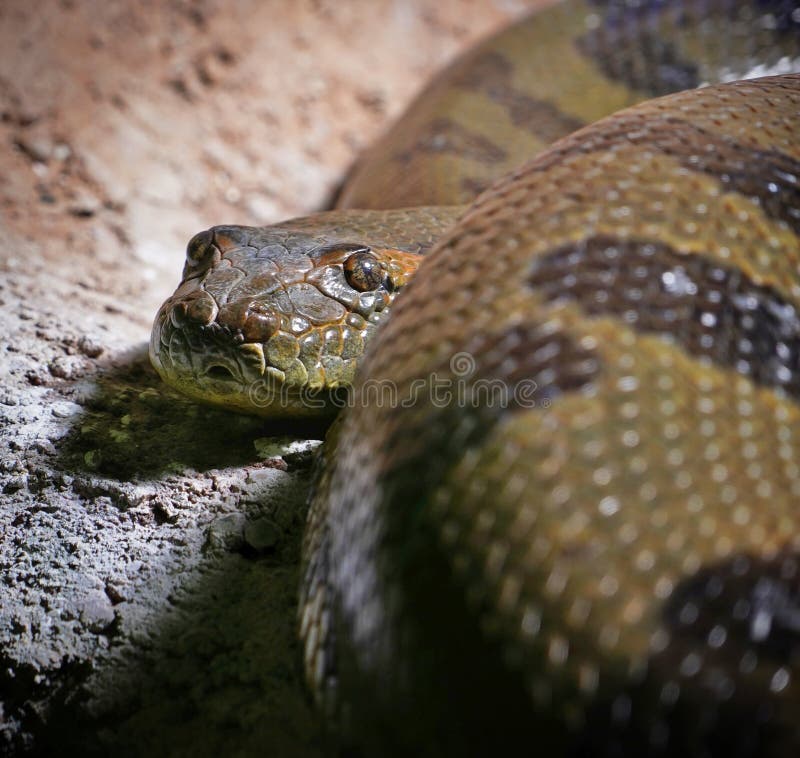 Observant Constrictor Snake, Looking in the Camera Stock Image - Image ...