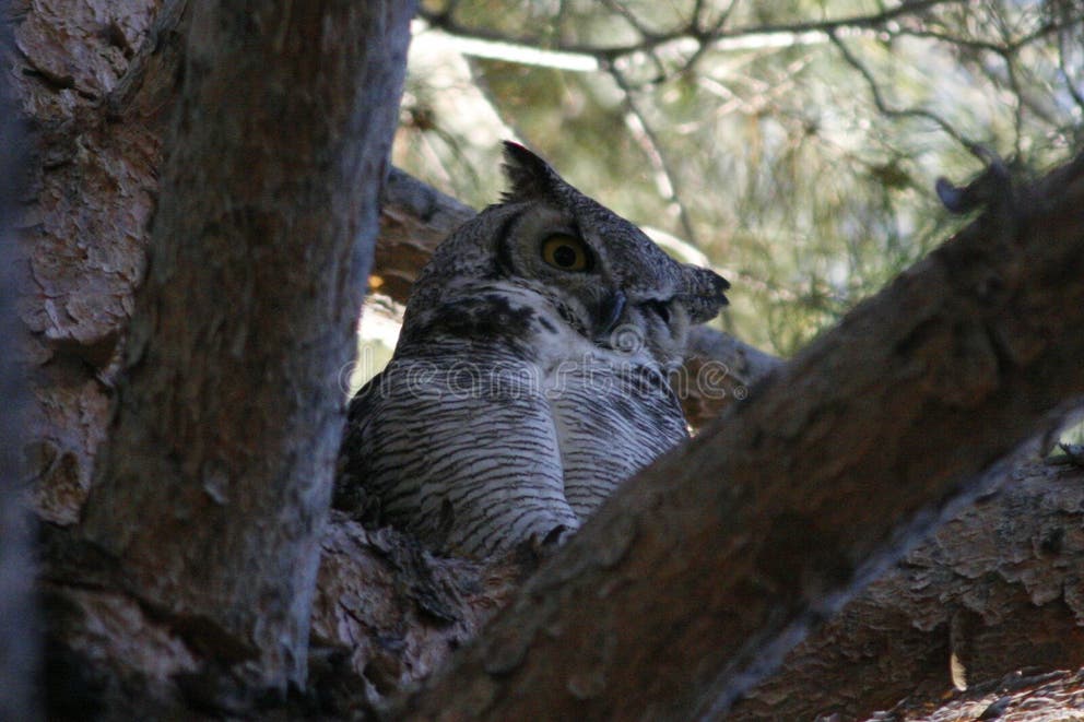 Alert Owl stock image. Image of beautiful, alert, animal - 175838447