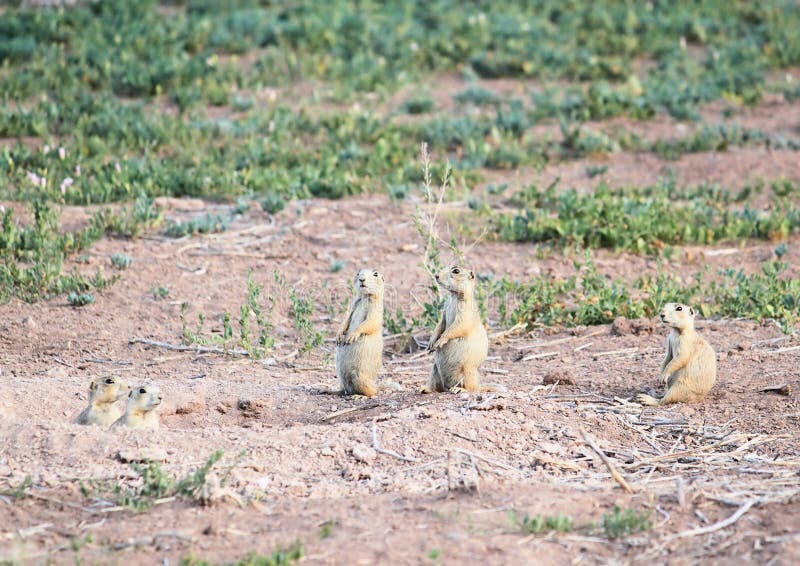 Alert Prairie Dog Family stock photo. Image of guard - 25504830