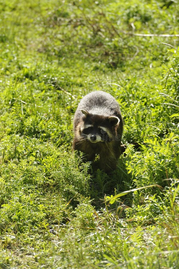 Alert Raccoon stock image. Image of forest, bandit, grass - 25970237