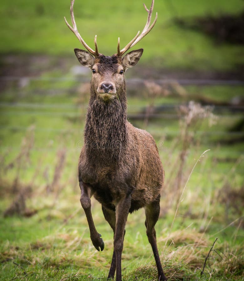 Red Deer Stag Looking Sideways Stock Image - Image of nature, fall ...