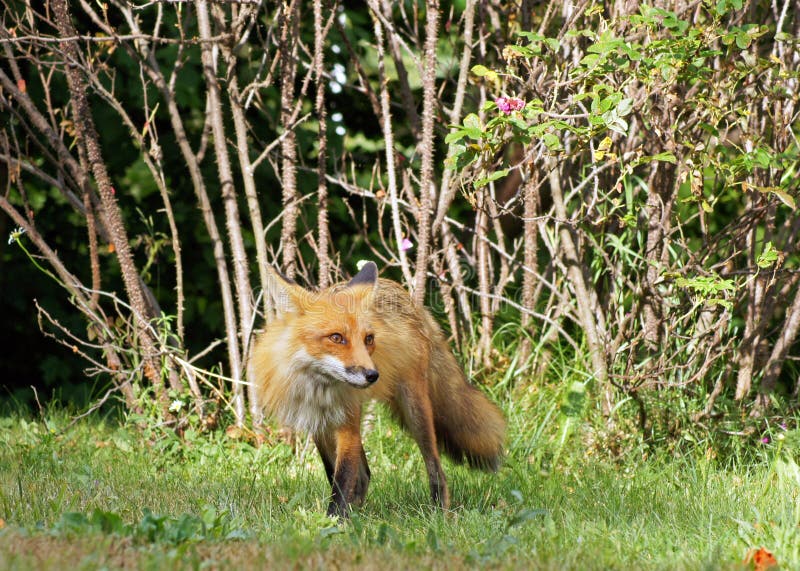 Alert red fox stock image. Image of woods, hunt, careful - 25855927