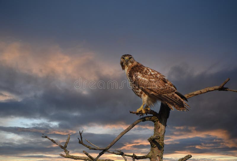 Red-Tailed Hawk Perched on a Dead Tree Stock Photo - Image of ...