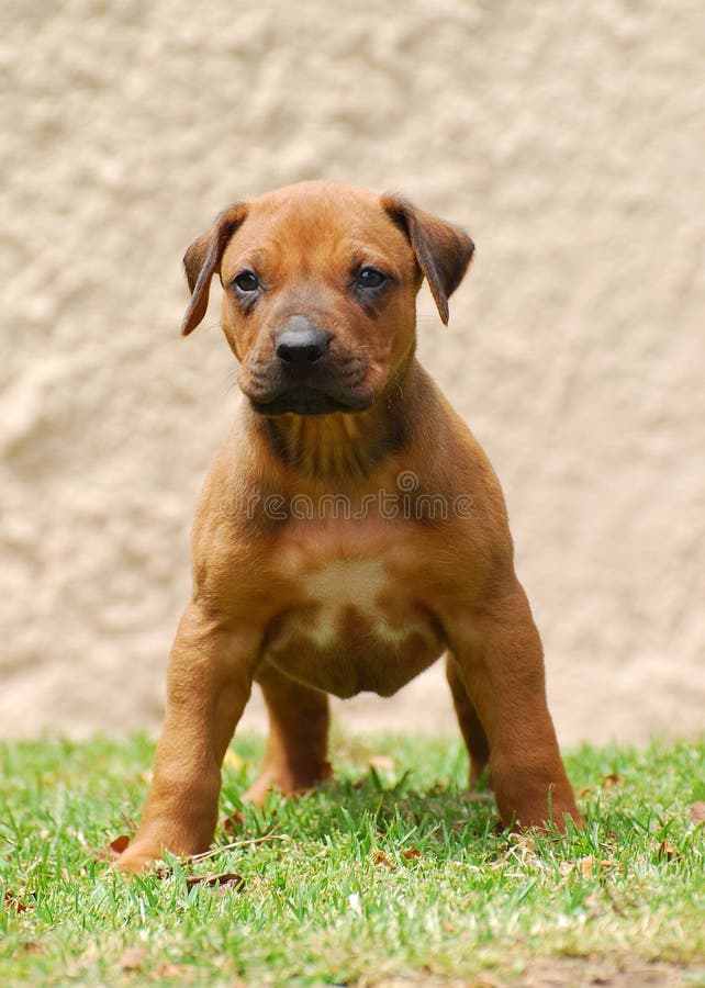 Ridgeback puppy stock image. Image of heads, hounds, breed - 1229309