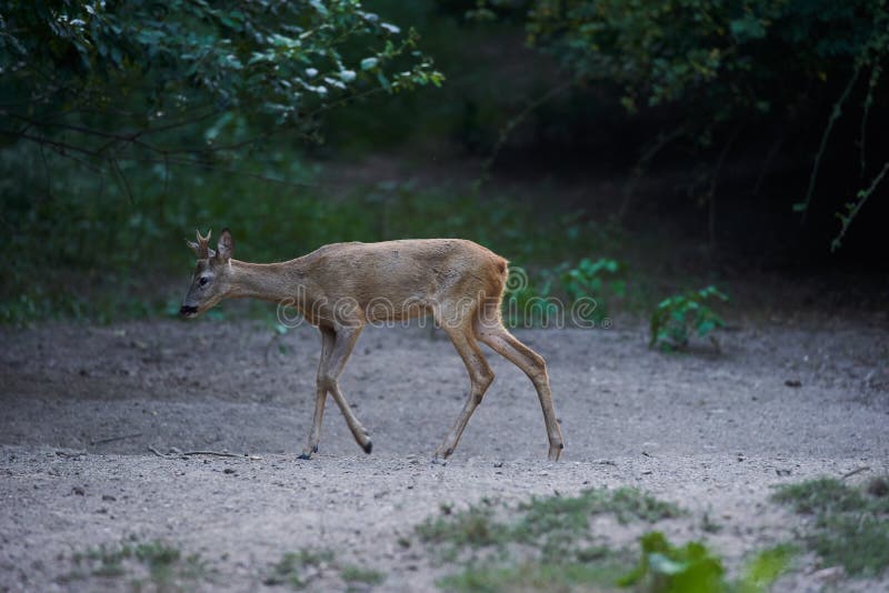 Alert Roebuck at the Edge of the Forest Stock Photo - Image of roebuck, fawn: 156501150