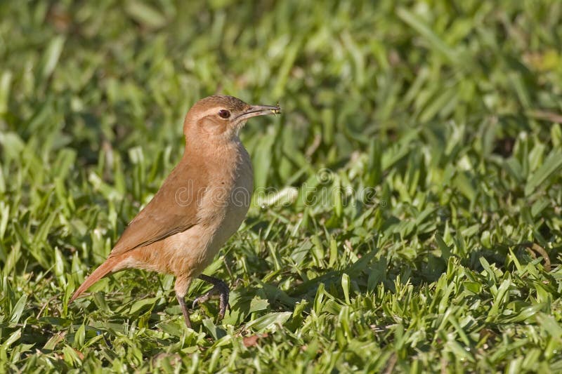 Alert Rufous Hornero, Furnarius Rufus Stock Photo - Image of avian ...
