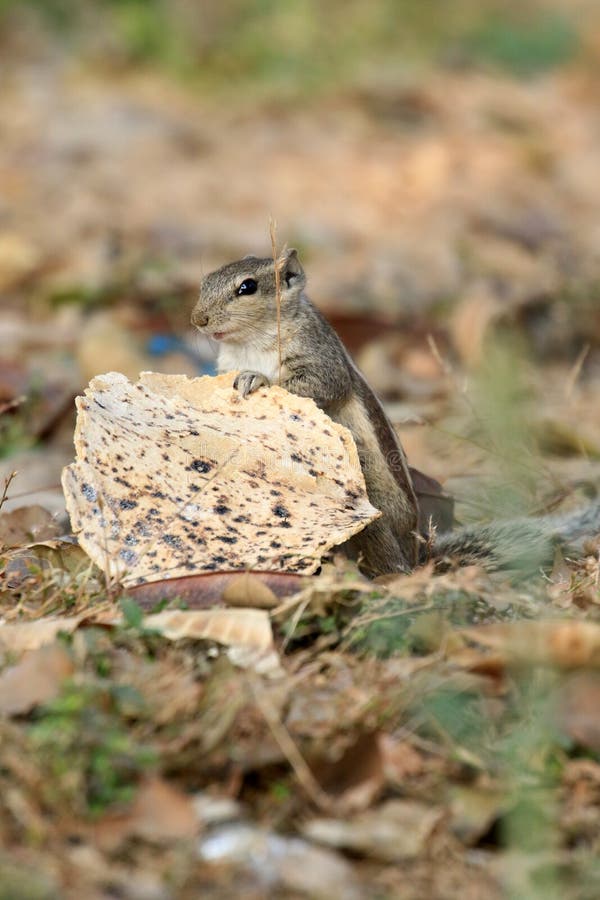 Alert squirrel stock image. Image of rodent, nature - 106662095