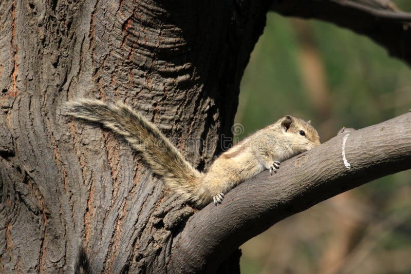 Alert squirrel stock image. Image of beautiful, outdoor - 107269623