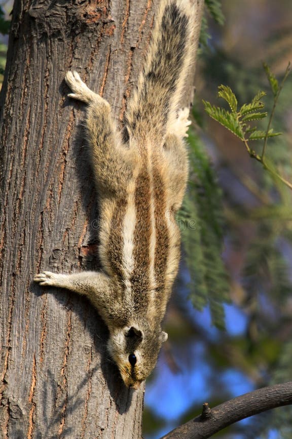 Alert squirrel stock image. Image of alert, cute, small - 107269695