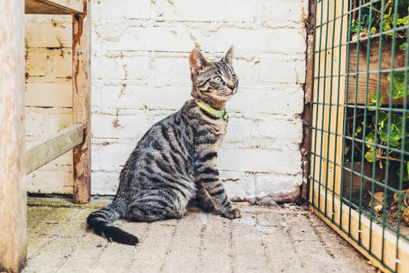 Alert Striped Grey Tabby Cat Sitting Watching Stock Image - Image of ...