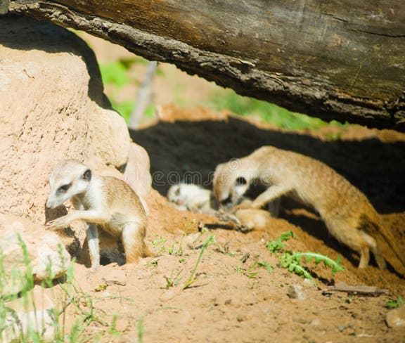 Alert suricate family stock image. Image of eyes, snout - 25386015