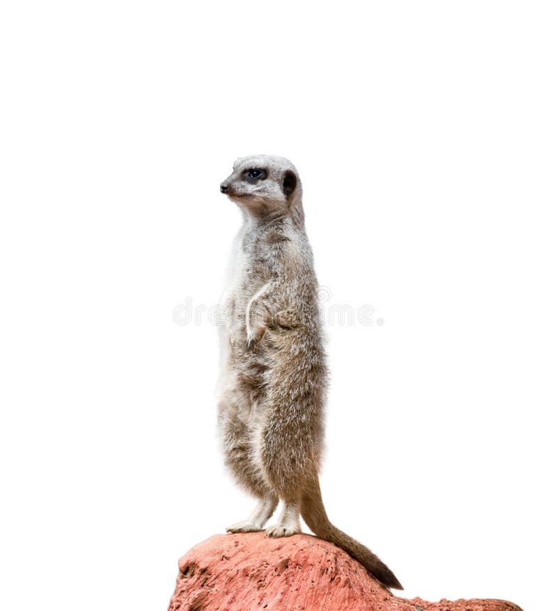Meerkat (suricate) stock image. Image of environment - 34823551