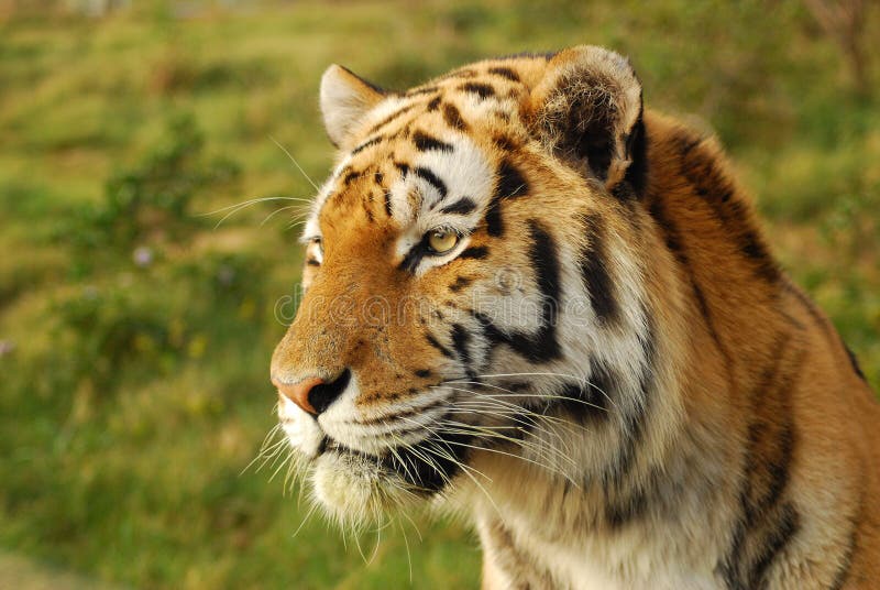 Alert tiger stock photo. Image of faces, facial, head - 6520646