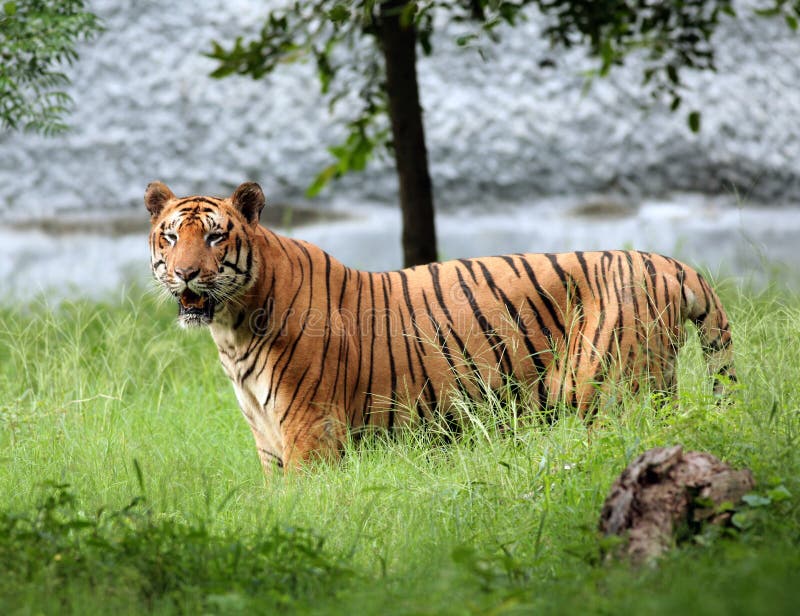 Alert tigress stock photo. Image of angry, grass, bushes - 16006488