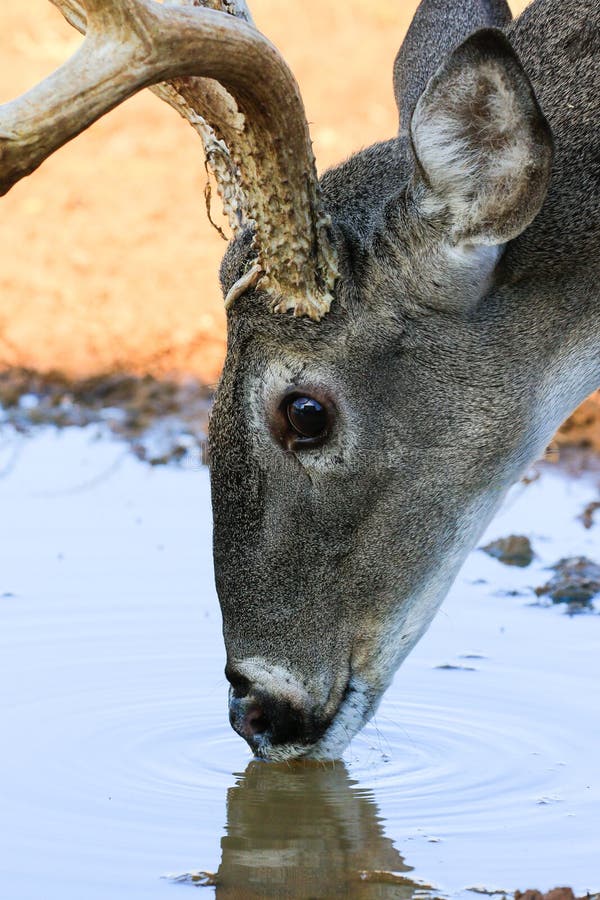 Whitetail Deer Drinking Water Stock Photos - Free & Royalty-Free Stock ...