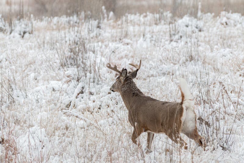 Alert Whitetail Buck in Snow Stock Photo - Image of male, running: 37536340