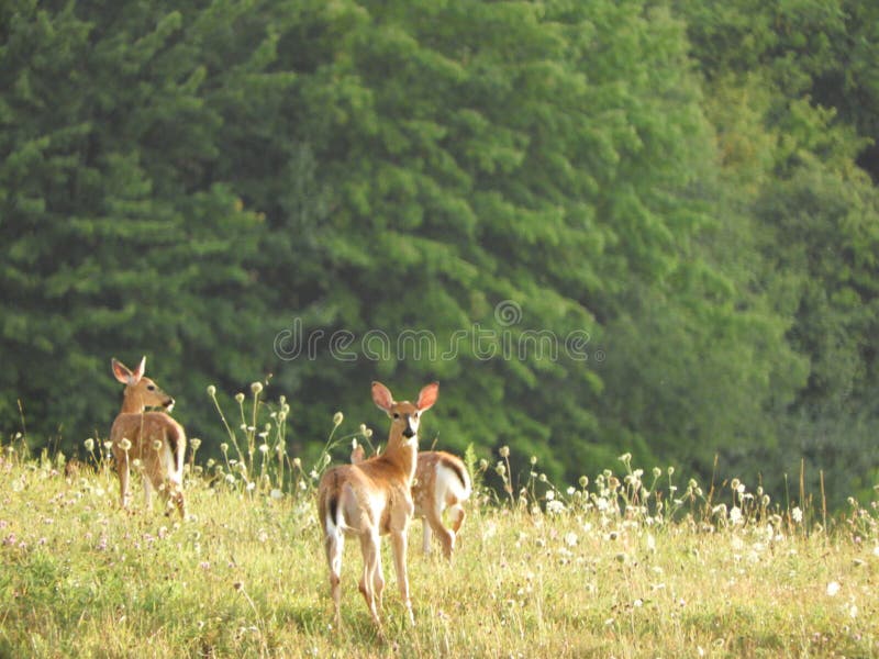 Alert Whitetail Deer Doe Sensing Danger Nearby Stock Image - Image of ...