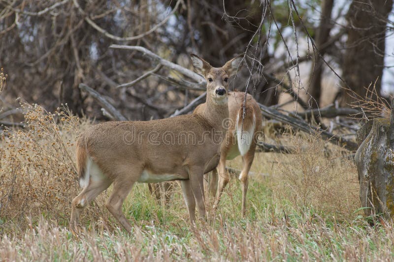 Alert Whitetail Doe stock photo. Image of female, mammal - 36101924