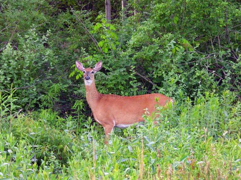 Whitetail Deer Favorite Acorns Stock Photos - Free & Royalty-Free Stock ...