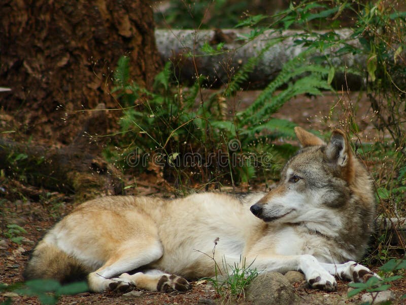 Alert Wolf stock photo. Image of alert, predator, wolf - 16812644