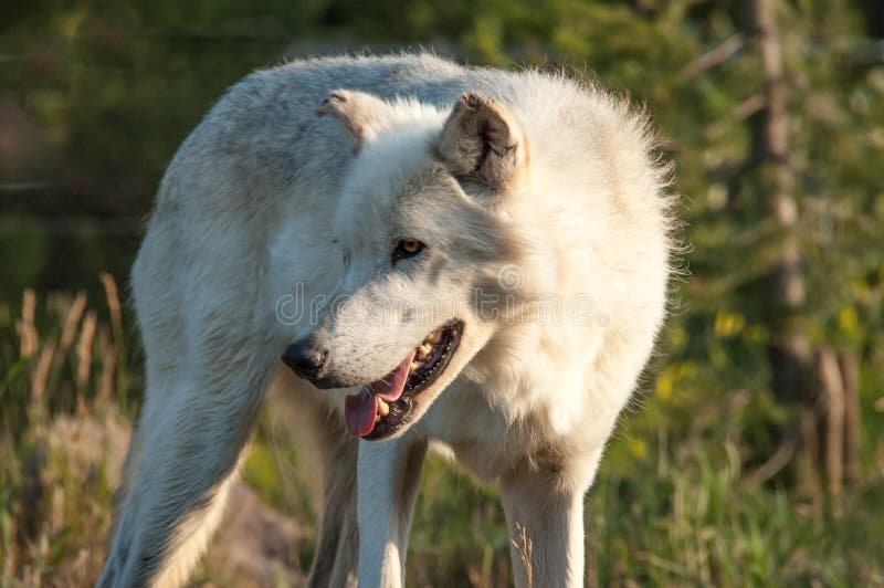Alert wolf stock image. Image of wild, posing, arctic - 42893619