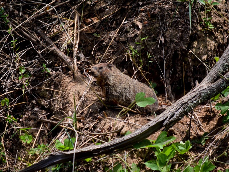 Alert Woodchuck digging stock image. Image of mammal - 305206773