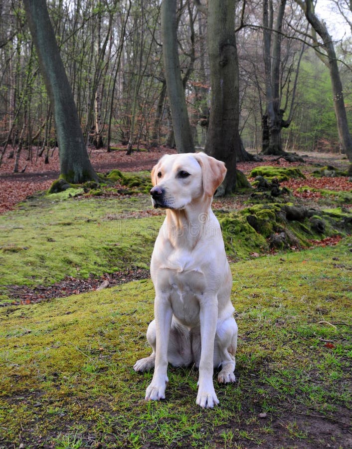 Alert yellow labrador stock image. Image of young, forest - 8906599
