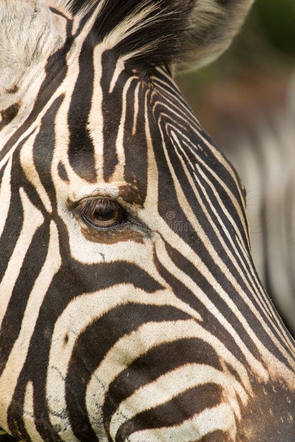 Alert Zebra stock photo. Image of quagga, closeup, white - 30338992