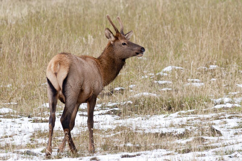 Alerted Young Rocky Mountain Elk. Stock Photo - Image of nose, tall ...