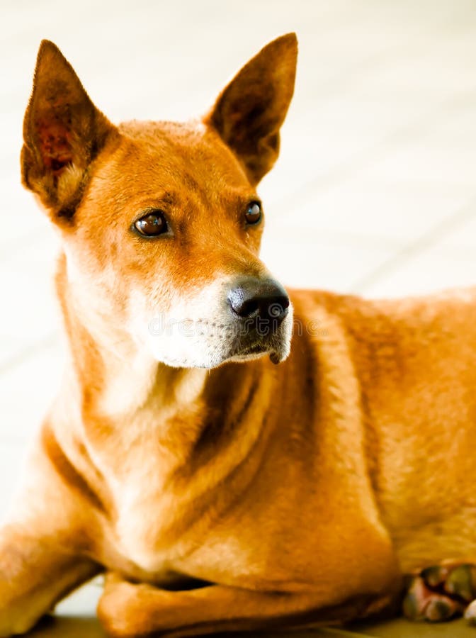 690 Alert Dog Big Ears Stock Photos - Free & Royalty-Free Stock Photos ...