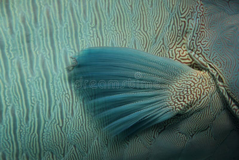 Aleta imagen de archivo. Imagen de foto, imagen, animal - 53589355