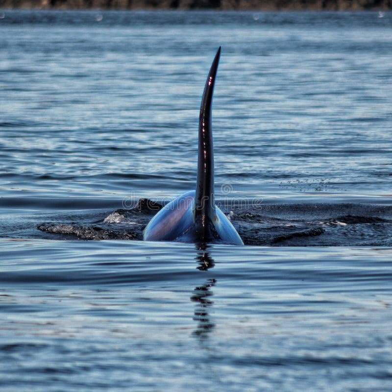 Aleta dorsal de una orca imagen de archivo. Imagen de dorsal - 76716957